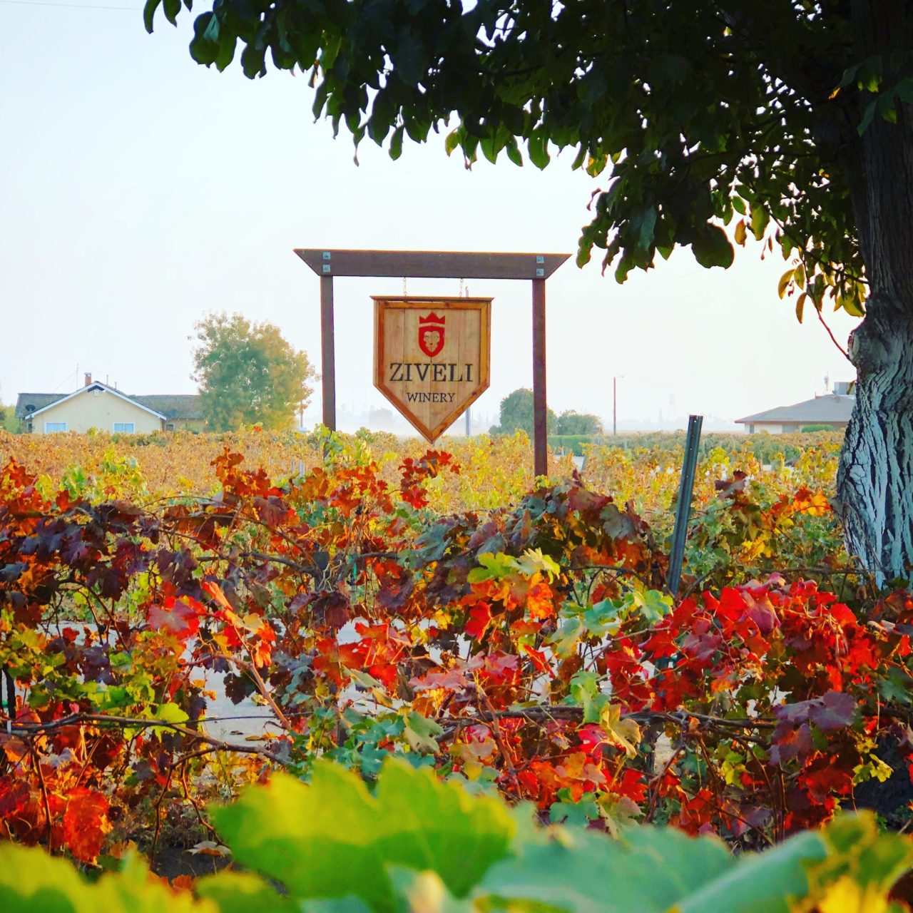 Visit – Ziveli Winery